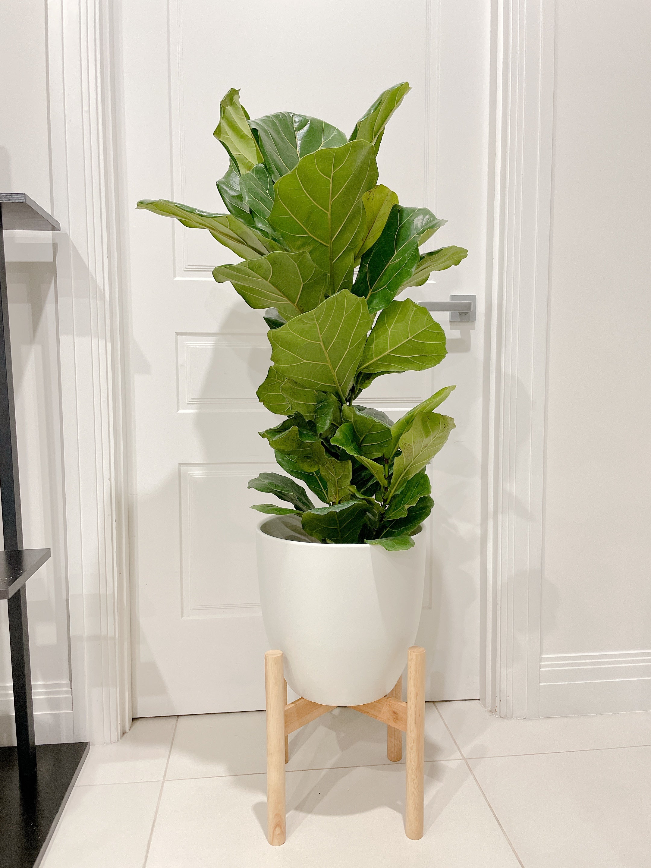 1m tall ficus lyrata fiddle leaf easy care indoor plant +30cm white ce ...